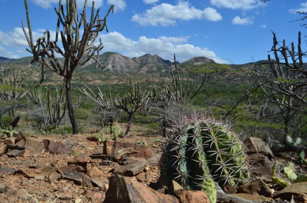 2019: Educar para conservar el semiárido | Observatorio de Ecología ...